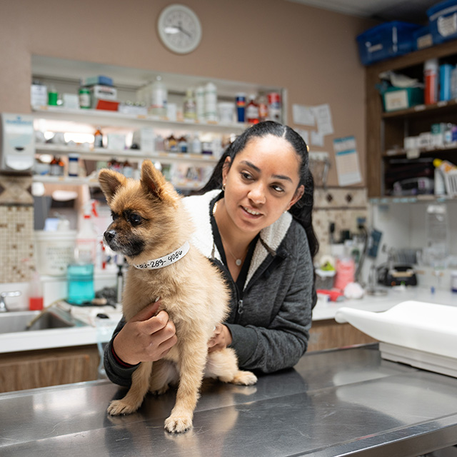 Veterinary Services - Tampa, FL - Veterinary Medical Clinic