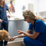 Meet Our Veterinarians - Tampa, FL - Veterinary Medical Clinic