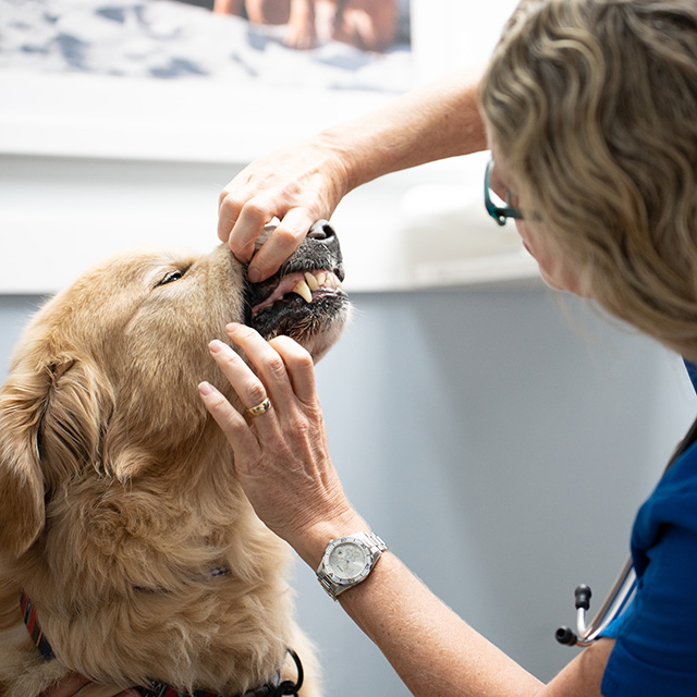 Veterinary Services - Tampa, FL - Veterinary Medical Clinic