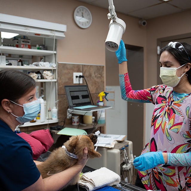 Veterinary Services - Tampa, FL - Veterinary Medical Clinic