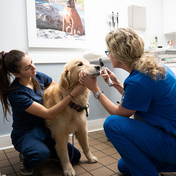 Veterinary Services - Tampa, FL - Veterinary Medical Clinic